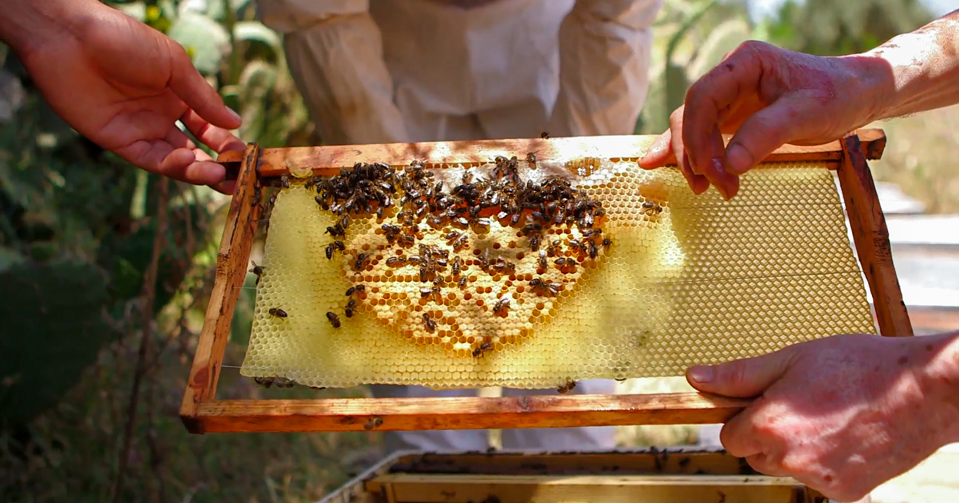 Home - Algeria | The Netherlands and Algeria