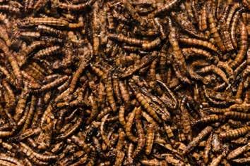 Agriculture and Food security - Nigeria | The Netherlands and Nigeria