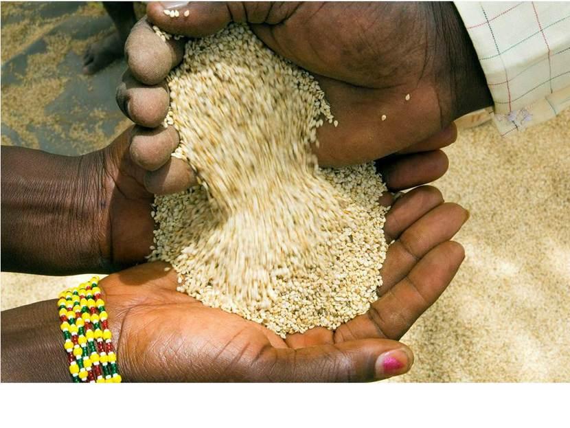 Home - PR UN Rome | The Netherlands and the UN Rome